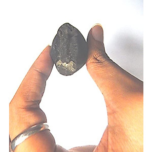 phoenix888 Daamodarah Sudarshan Shaligram 1.5cm - 2.5cm