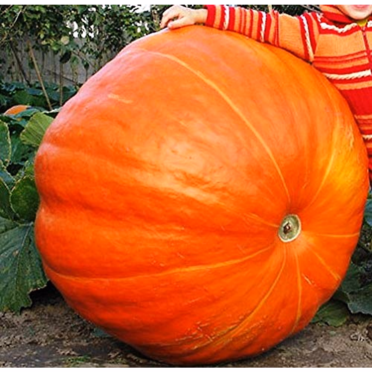 Giant Pumpkin Titan Seeds 10 Seeds for Planting Vegetable Garden Squash Gourd Seeds