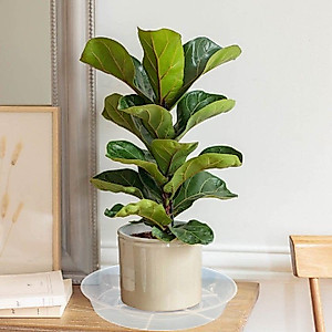 Afrine 4 Pack Plant Saucer Drip Tray 18 19 inch, Plant Drip Trays, Heavy Sturdy Plastic Planter Pot Saucers for Indoor Outdoor Garden, Plant Water Drip Trays for pots (19" 4Pack, Clear)