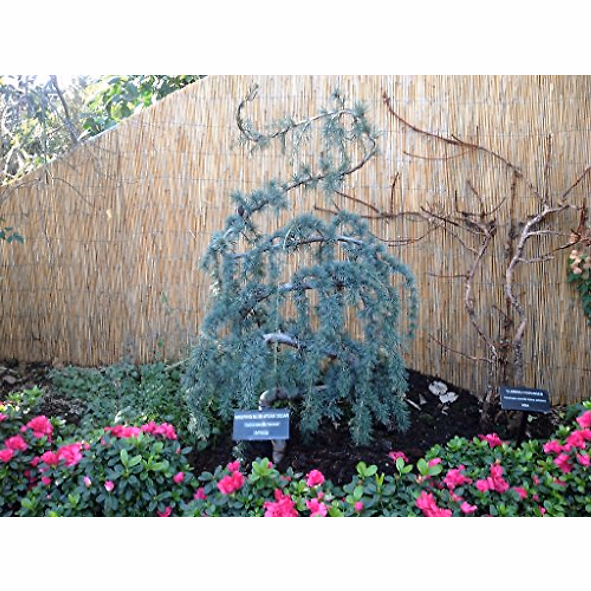 Weeping Blue Atlas Cedar 3 - Year Live Tree