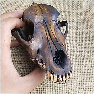 LUCKFY Real Wolf Skull Genuine Taxidermy Animal Bones Animal Skull Model for Bar Home Decoration Art Collection Veterinary Teaching Tool