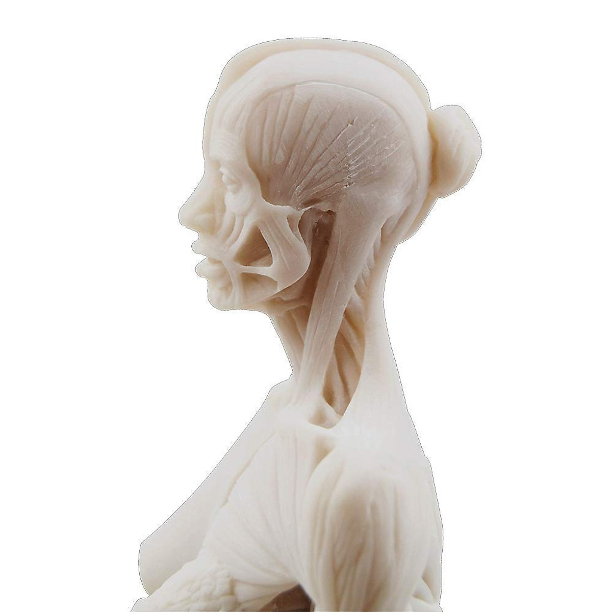 Alkita Female Resin Human Body Musculoskeletal Anatomical Model 11 inch