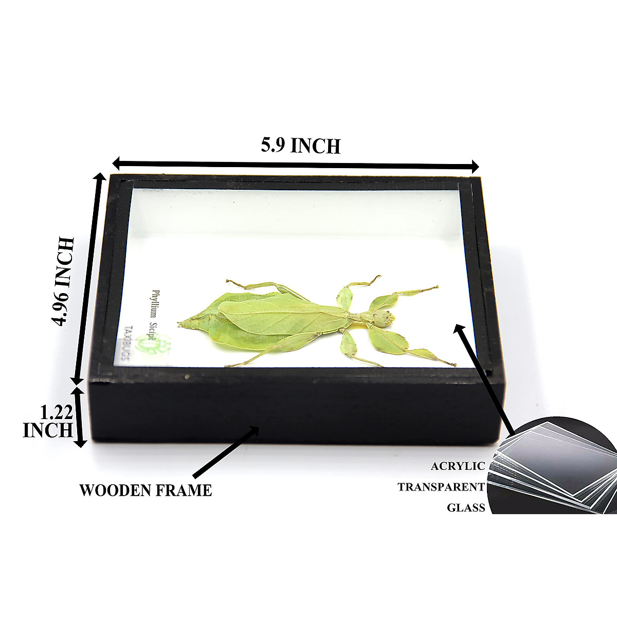 TAXIBUGS Leaf Insect Phylium Sicipholium Genuine Bug Green Brown Taxidermy Butterfly Insect Box Framed Display (Black Wooden Box)