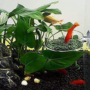 WEAVERBIRD 60mm Aquarium Shrimp Feeder Dish with Suction Glass Fish Tank Feeding Bowls Round Clear Dishes Tray