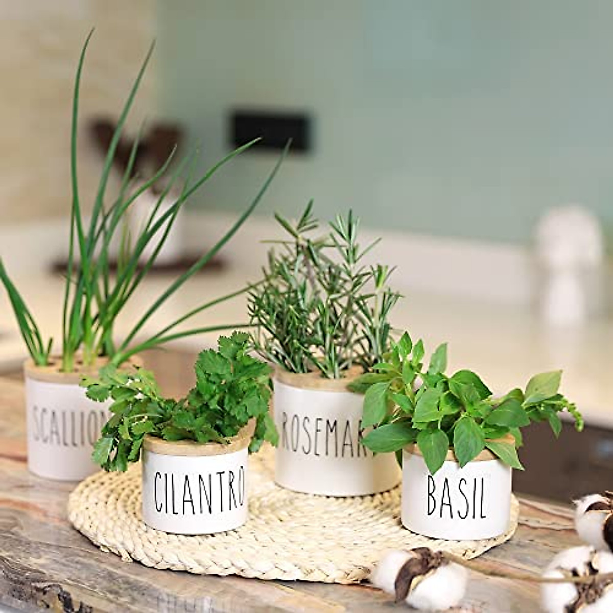 MaisoNovo Regrow Indoor Herb Garden Starter Kit for Kitchen Counter & Windowsill | Herb Garden Kit Indoor for Growing Fresh Herbs from Scraps in Water | Set of 4 Pods
