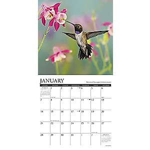 Willow Creek Press Hummingbirds Monthly 2024 Wall Calendar (12" x 12")
