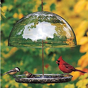 Valley Farms Black Oil Sunflower Seed Wild Bird Food for Outside Feeders, Wild Bird Seed for Outside Feeders, Birdseed (3 LBS)