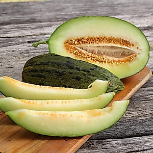 CHUXAY GARDEN Piel de Sapo Melon Seed,Christmas,Santa Claus Melon 15 Seeds Juicy Sweet Fruit Edible Melon Healthy Gardening Gifts