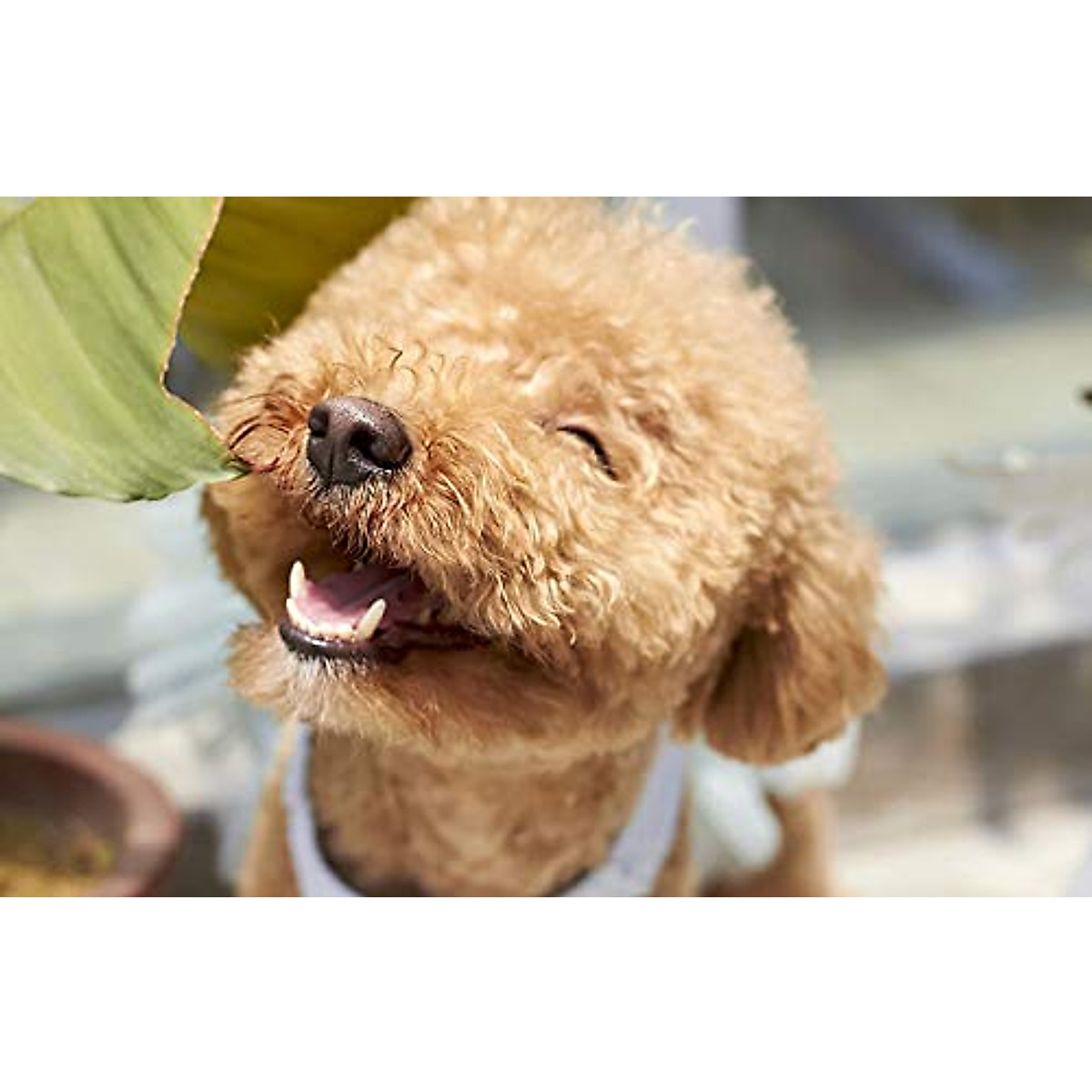 Dog Gummy Vitamins - Advanced Teeth Health for Dogs - Fights Bad Breath - Best Looking Gums and Teeth - Dog Vitamin b12 - 120 Tablets (2 Bottles)