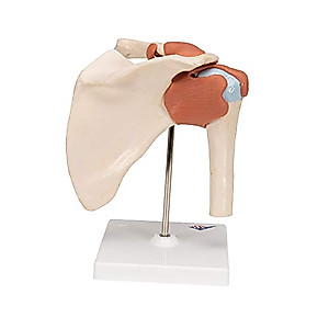 3B Scientific A80/1 Deluxe Functional Shoulder Joint - 3B Smart Anatomy