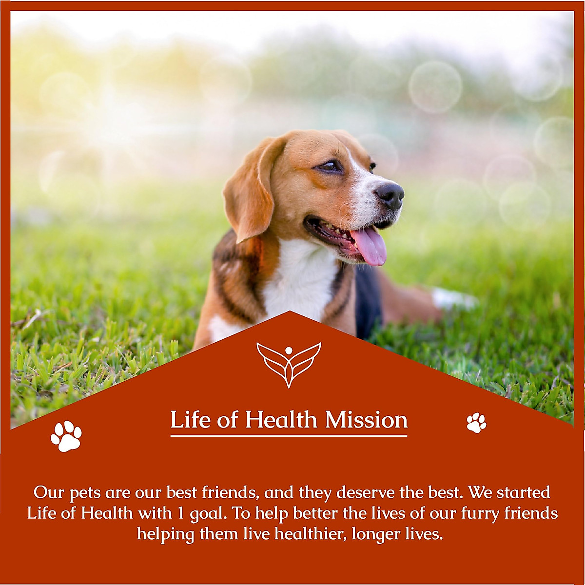 Cat & Dog Urinary Tract Infection Treatment - Helps with Bladder, Kidney, Incontinence, & More - Cat UTI - Dog UTI Treatment - Feline UTI Treatment - Cat UTI Remedy - Dog UTI - 1 fl oz