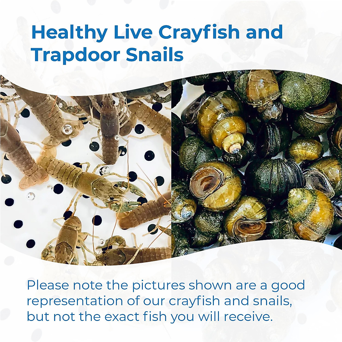Toledo Goldfish Live Crayfish and Trapdoor Snail Combo, Live Ornamental Species Perfect for Ponds, Tanks or Aquariums - 5 of Each, 10 Total Count