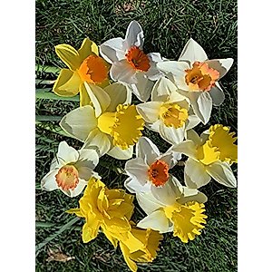 50 Daffodil Mixture - Narcissus Large Cupped Giant Mixture