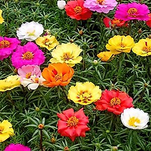 GARDENS 15000Pcs Mix Moss Rose Seeds Colorful Flowers Tropical Ground Cover Plant Seeds Planting Outside