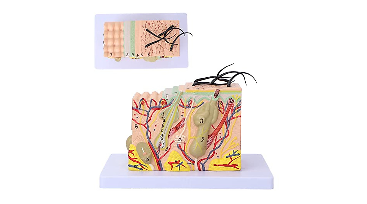 Skin Model 35X Enlarged Anatomical Skin Teaching Aid for Study and ...