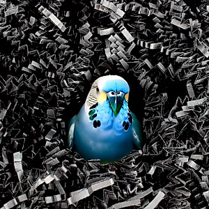 Mighty Gadget (R) 1/2 LB Black Crinkle Cut Paper Shred Filler for Gift Wrapping & Basket Filling