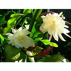 Orchid Cactus Epiphyllum Oxypetalum (White) One pc Leaf Cutting, F1680