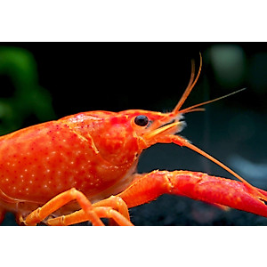 Aquatic Arts 1 Male Neon Red Crayfish | Live Freshwater Aquarium Lobster / Crawfish / Crawdad / Real Living Fish Tank Pet