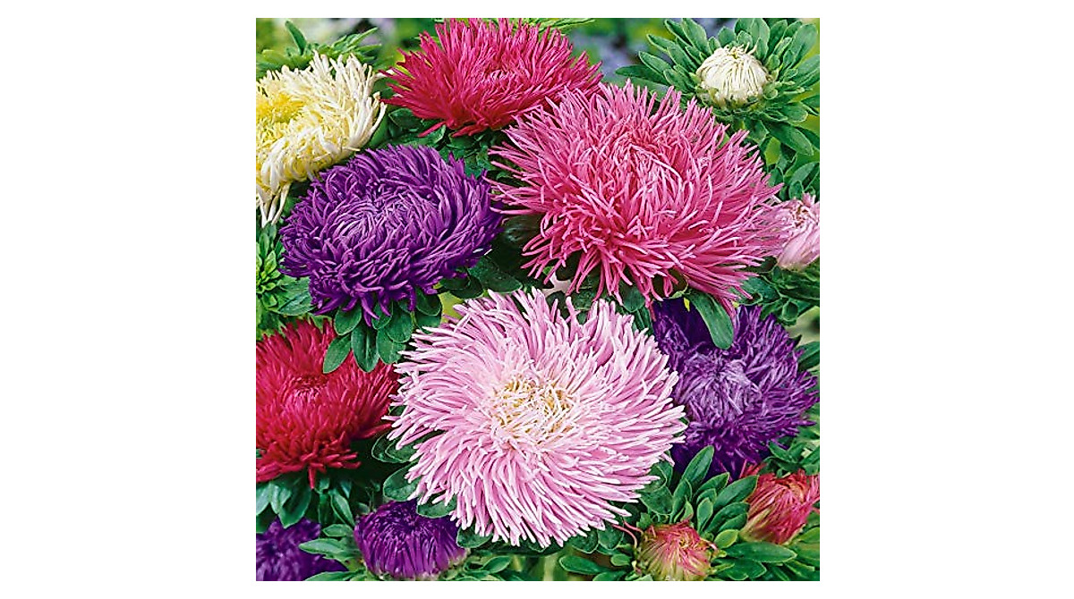 Buy Tiger Paw Aster Gremlin Flower Seeds - Vibrant Garden Mix