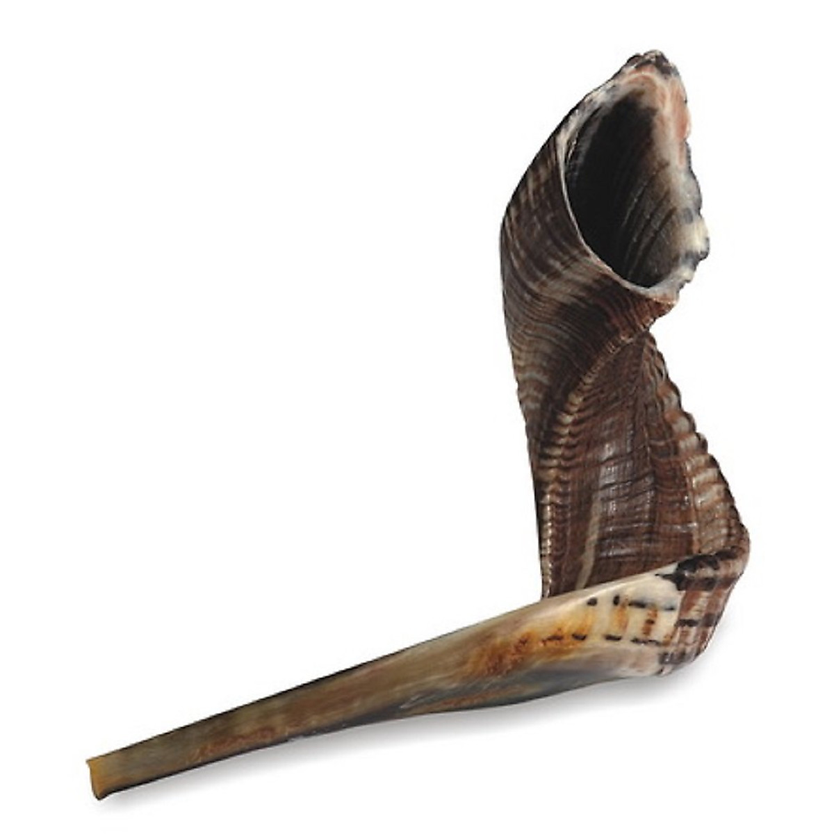 Shofar Ram's Horn Shofar Large Size 43-46cm Natural Black / Dark