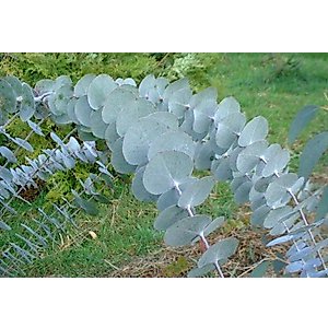 Baby Blue Eucalyptus Tree-10+ Seeds