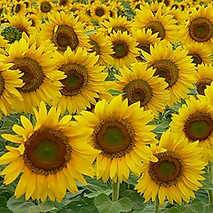 Babo Botanicals Super Shield SPF 50 Stick Sunscreen - 70% Organic Ingredients - Natural Zinc Oxide - For all ages - NSF & MADE SAFE Certified - EWG Verified - Water Resistant - Fragrance-Free