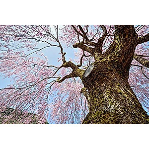 Weeping Cherry Blossom (shidare Sakura) cuttings 10 pcs (Deep Pink)