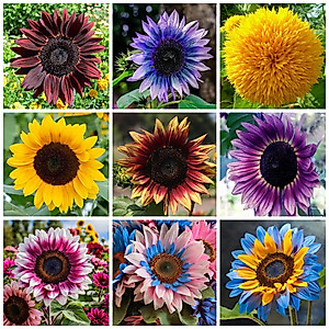 Mixed Sunflower Seeds for Planting - 500+ Heirloom Non-GMO Sunflower Seeds Open Pollinated & Untreated - Attracts Butterflies & Bees