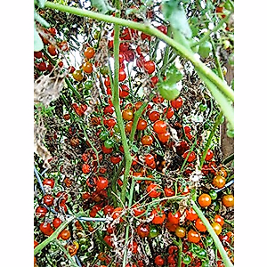 20+ Worlds Smallest Spoon Currant Tomato Seeds, Early, Heirloom Non-GMO, Rare, Early, Vigorous, Sweet, Indeterminate, Open-Pollinated, Delicious, from USA