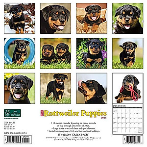Just Rottweiler Puppies 2021 Wall Calendar (Dog Breed Calendar)