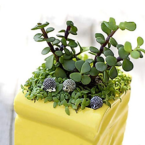 MAOMIA 21 Pcs Mini Hedgehog Figurines, Fairy Garden Hedgehog Miniature Figurines Moss Landscape DIY Terrarium Crafts Ornament Accessories Outdoor Decor