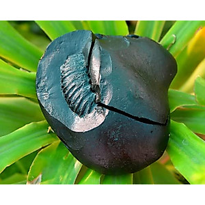 3.5"X3"Shri Laxmi Narayan Shaligram, Rare & Special One Piece, Religious Gifts, Saligram Stone - Gandaki River -I-6054