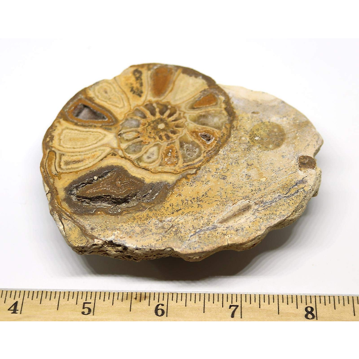 Ammonite Acanthoceras Split Polished Fossil Texas 96 MYO w/Label #16254 29o