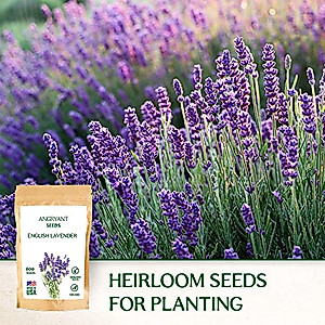 English Lavender Seeds for Planting Medicinal Herb Garden - 1,200 Heirloom, Non-GMO, Untreated Seeds - 100% USA Grown - Easy to Grow Perennial Violet-Purple Flowers - Suitable for Indoors and Outdoors