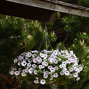 Outsidepride Easy Wave Spreading Petunia Silver Garden Flowers for Hanging Baskets, Pots, Containers, Beds - 15 Seeds
