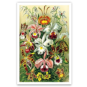 NATURAL CURIOSITIES by Ernst Haeckel postcard set of 20 postcards. Botanical illustrations theme post card variety pack. Made in USA.