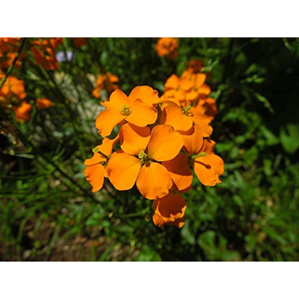Siberian WallFlower, 400+ Flower Seeds Per Packet, (Isla's Garden Seeds), Non GMO & Heirloom Seeds, Scientific Name: Cheiranthus allionii