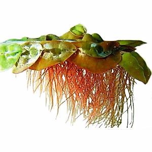 Red Root Floater - Live Aquarium Plants - 4oz Cup | Floating Live Plants for Aquariums or Ponds