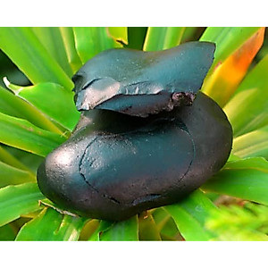 3.5"X3"Shri Laxmi Narayan Shaligram, Rare & Special One Piece, Religious Gifts, Saligram Stone - Gandaki River -I-6054