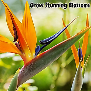 Bird of Paradise Potting Soil Mix (8 Quarts), All Natural Mix for Indoor/Outdoor Container Tropical Plants