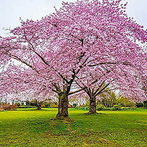 QAUZUY GARDEN 50PCS Bonsai Tree Japanese Sakura Seeds Rare Japanese Cherry Blossoms Flowers Seeds in Bonsai Pink Prunus Serrulata Fragrant Fast-Growing Low-Maintenance