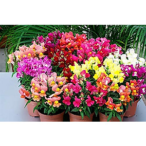 Snapdragon Seed Mix for Planting Dragon Flowers Lion's Mouth Low Height About 1000 Seeds