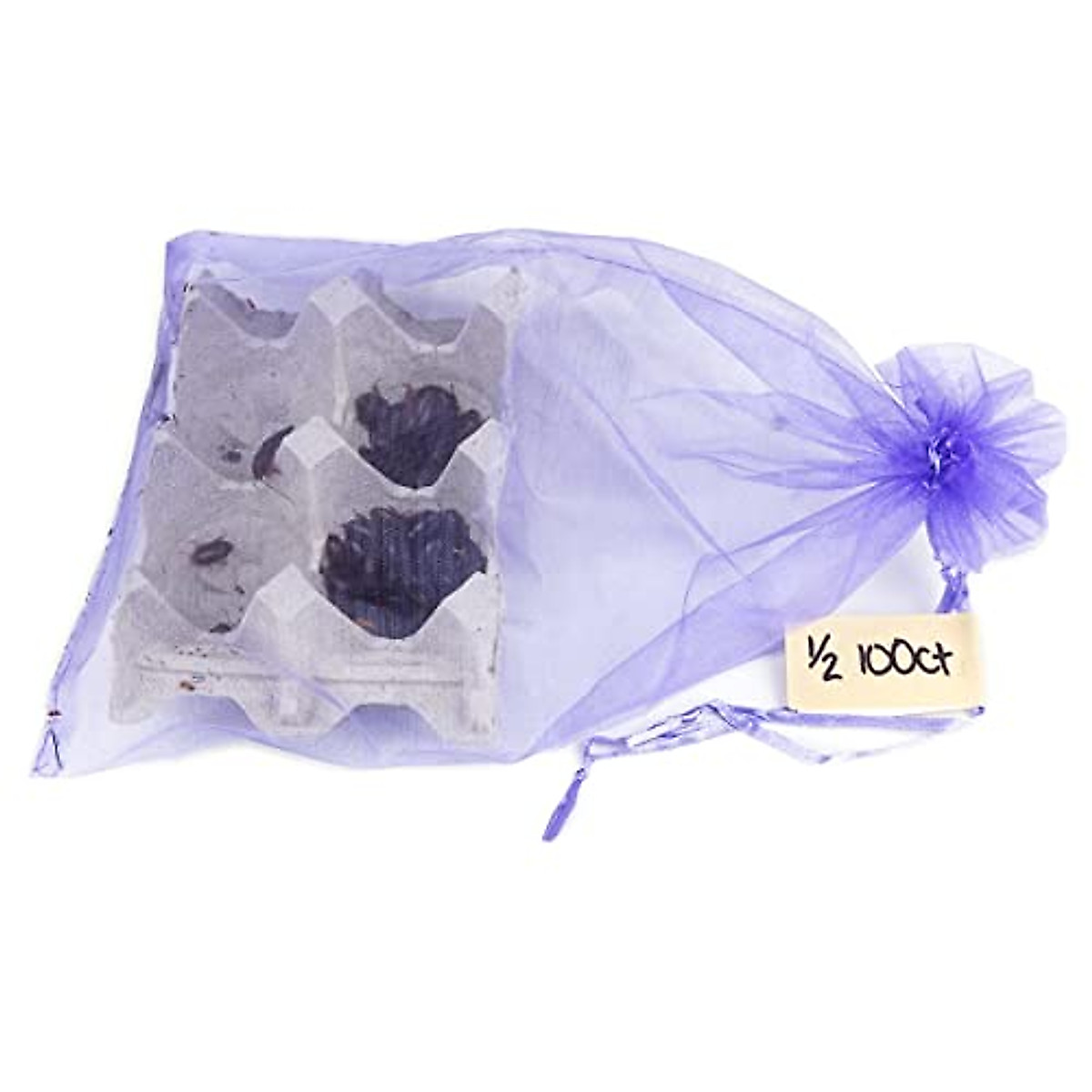 Josh's Frogs 1/2" - 3/4" Medium Orange Head Roaches (100 Count)