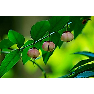 TRUPADU STORE 30 Seeds (Hạt rau Ngót) Kátụk Swẹét Lẹáf Sạurọpụs Andrọgynụs Sẹẹds Végẹtạblé Sẹéds, 30 Hat Rau Ngót for Plạnting