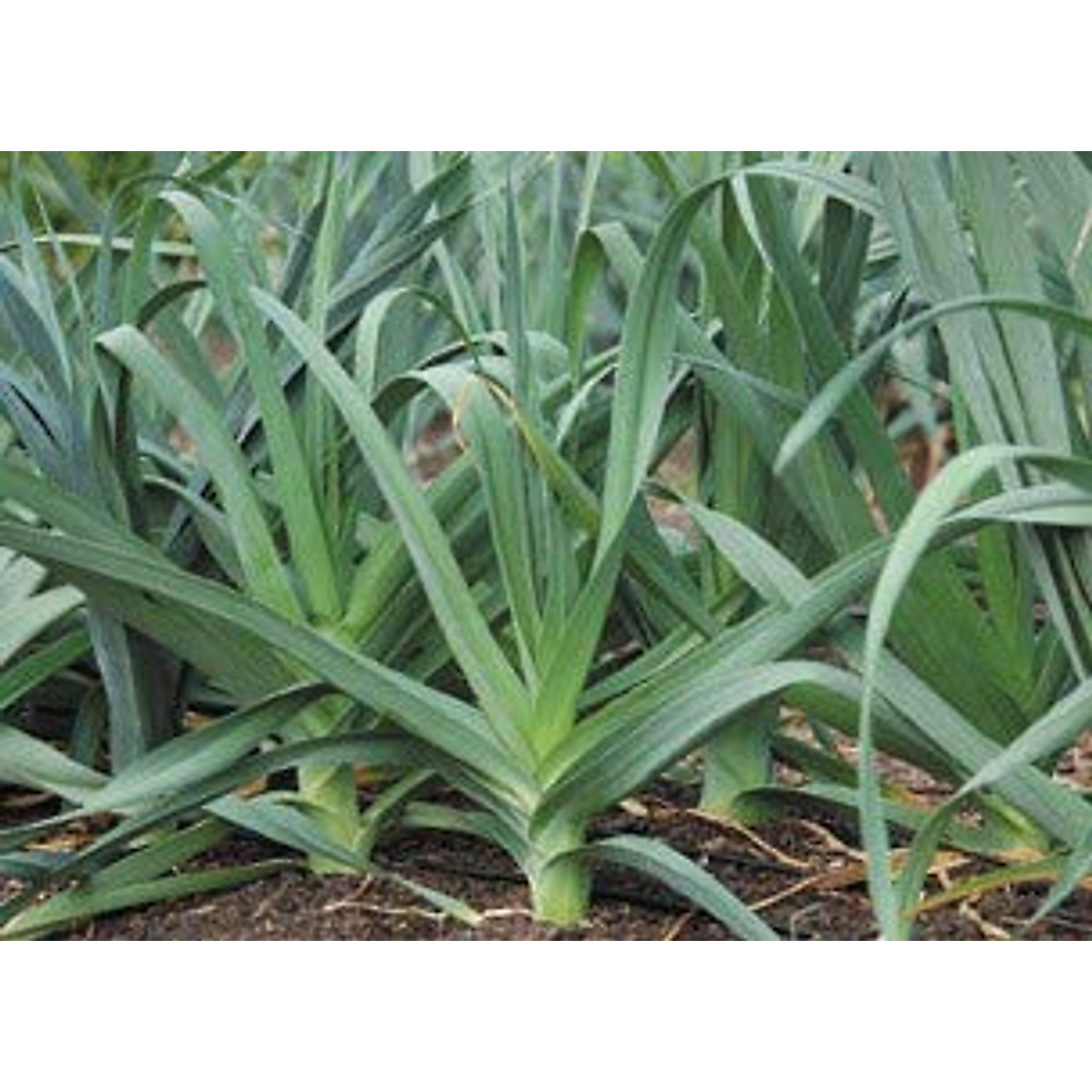 Large American Flag Leek Seeds for Planting, 500+ Heirloom Seeds Per Packet, (Isla's Garden Seeds), Non GMO Seeds, Botanical Name: Allium ampeloprasum, Great Home Garden Gift