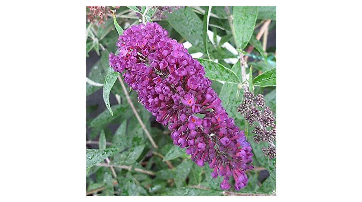 Grow 'Black Knight' Butterfly Bush: Purple & Fragrant Seeds