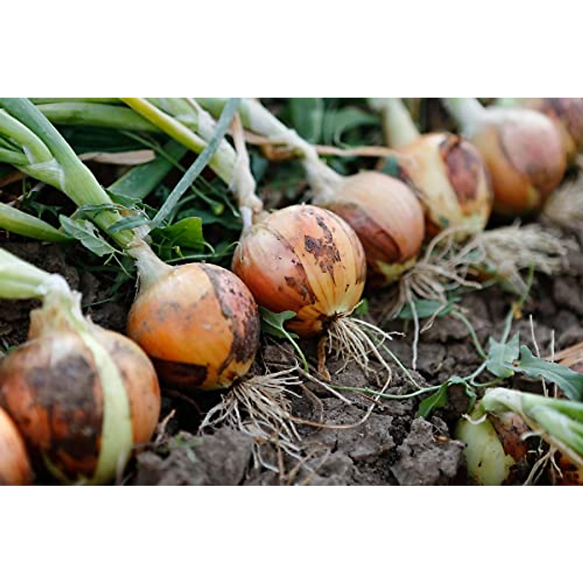 Gaea's Blessing Seeds - Onion Seeds - Non-GMO Heirloom Seeds with Easy to Follow Instructions (Walla Walla Sweet Onion) 93% Germination Rate