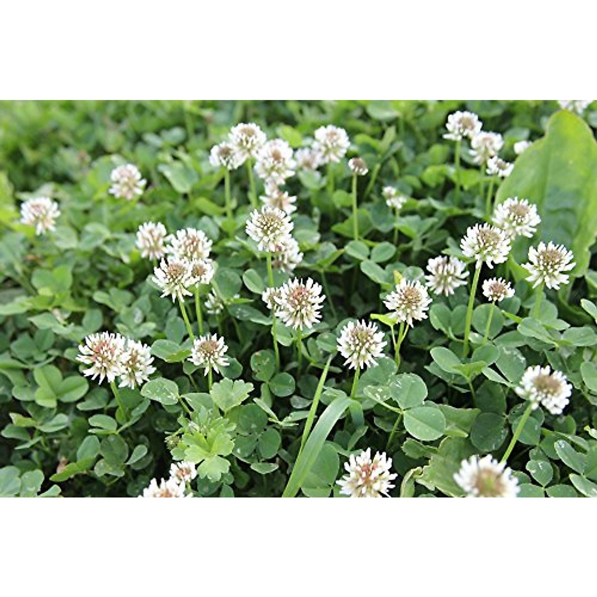 White Clover Seeds, Nitro-Coated and Inoculated, 1 Pound by Seeds2Go
