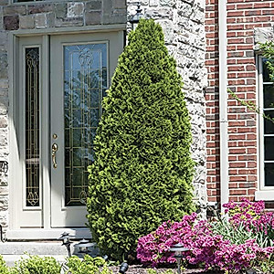 Emerald Green Arborvitae (Thuja) Starter Hedge Kit, Live Evergreen Bareroot Plants, 12 to 18 inches Tall (10-Pack)