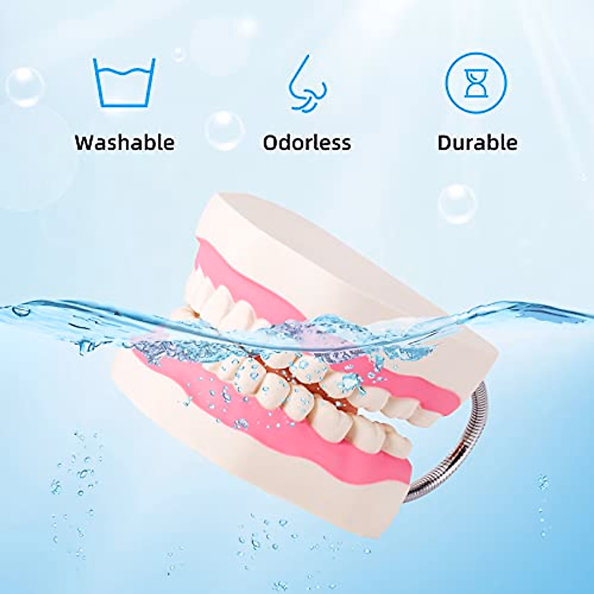 Annhua Large Anatonmical Teeth Model 6 Times Dental Hygiene Teeth Models, Dentist Teaching Oral Care Model with Detachable Tongue and Denture Toothbrush